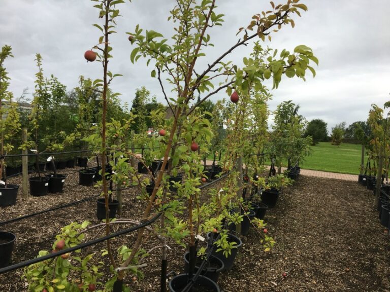 Totties Garden Centre & The Olive tree Bistro Café in Holmfirth West ...